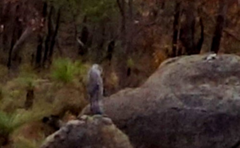 New Earth Update February 2021 | Heart Star