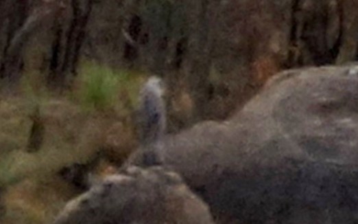 New Earth Update February 2021 | Heart Star